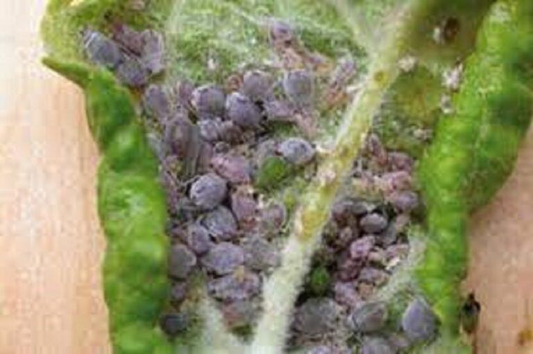 Pucerons Noirs : 9 Méthodes pour les Traiter Définitivement